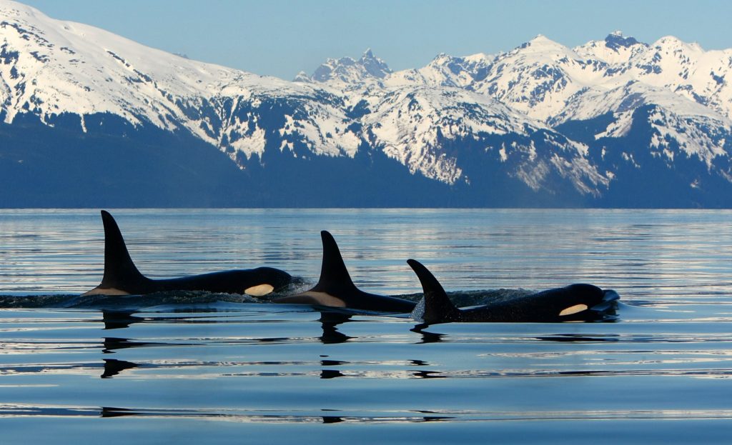 Gallery | Jayleen's Alaska Juneau Whale Watching