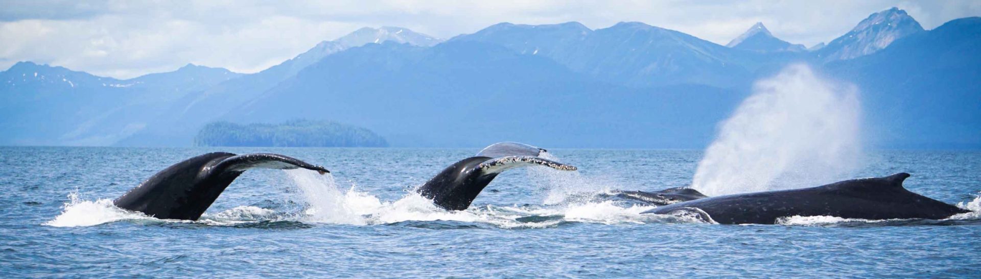 Tours - Jayleen's Alaska Juneau Whale Watching