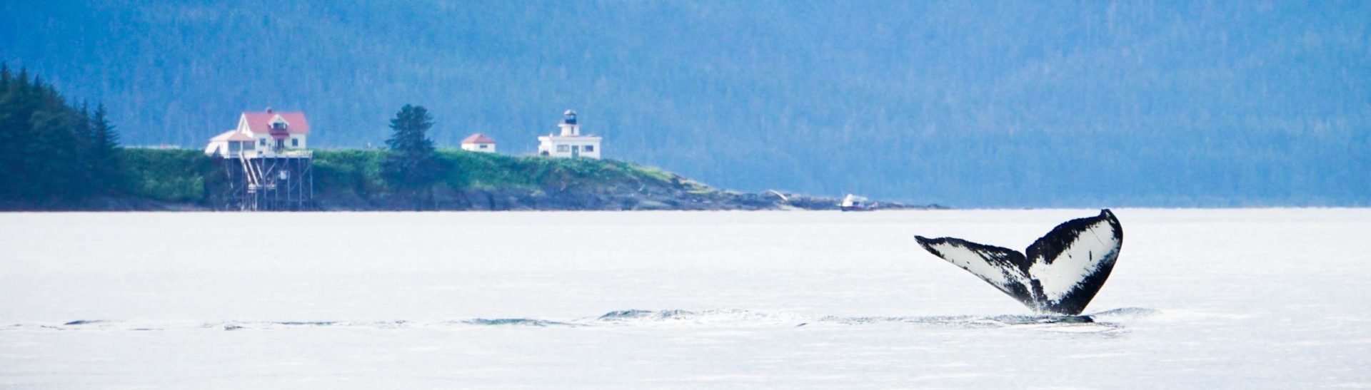 About - Jayleen's Alaska Juneau Whale Watching